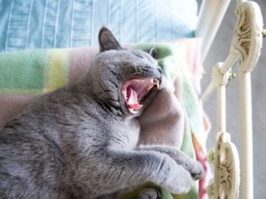 Oh, My! What Big Teeth You Have!: Canine, Feline, And Rabbit Dental ...