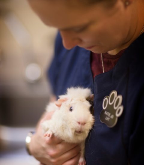 North Seattle Veterinary Clinic Photo Gallery